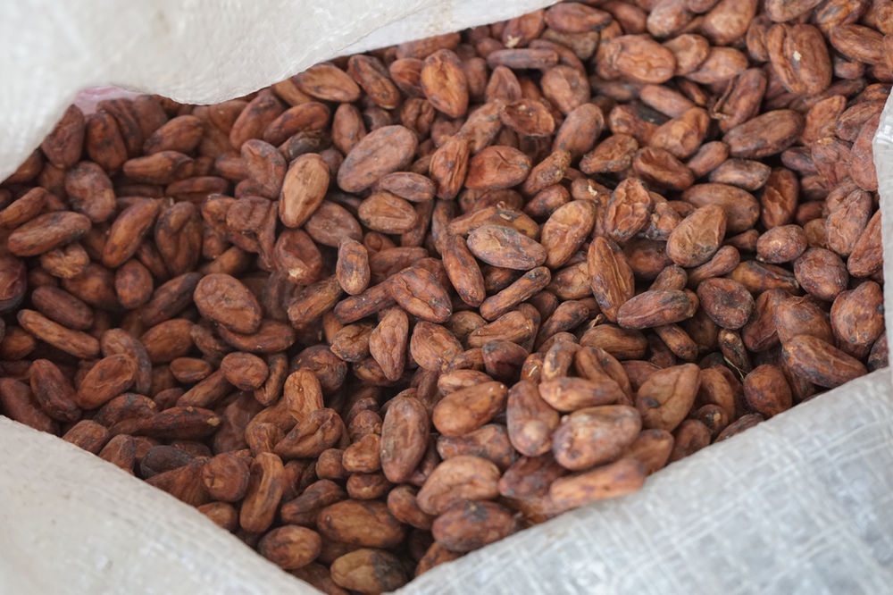 Del grano de cacao al chocolate. La calidad empieza desde la parcela