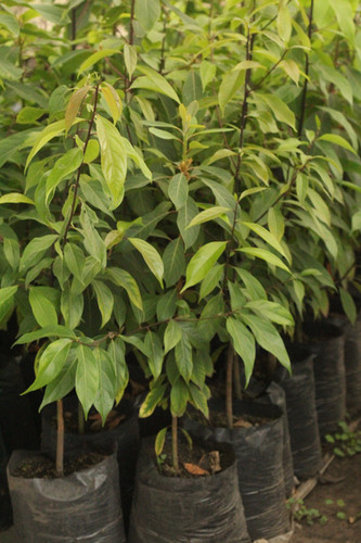 Laurel nativo | Plantas La Trinidad