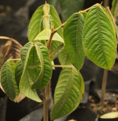 Guamo macheto o santafereño | Plantas La Trinidad