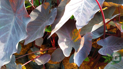 Bore morado | Plantas La Trinidad