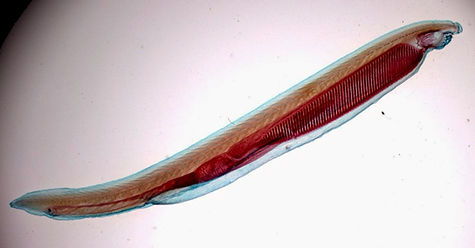 Cefalocordados | Puer Scientists