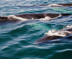 Cavalier Cruises | Sunshine Coast Whale Watching Cruise Mooloolaba