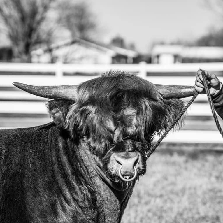 We are sad to announce the unexpected loss of CBS Red Alert.