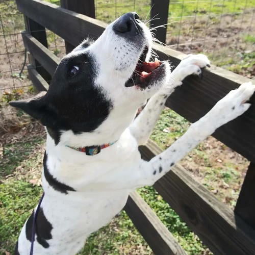 AKC Beginner Novice/Novice Obedience Signs - NOT RALLY - Deluxe Set ...