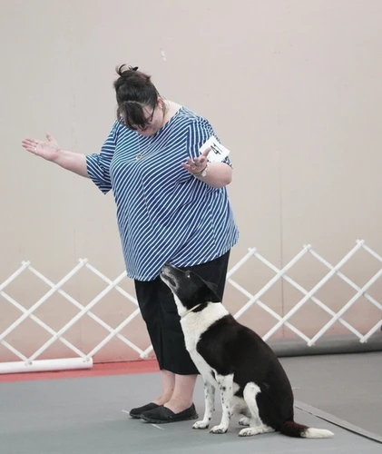 AKC Rally NOVICE - MASTER Laminated Signs | River Rock Kennel at