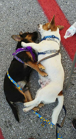 About Us | Anderson Humane Society