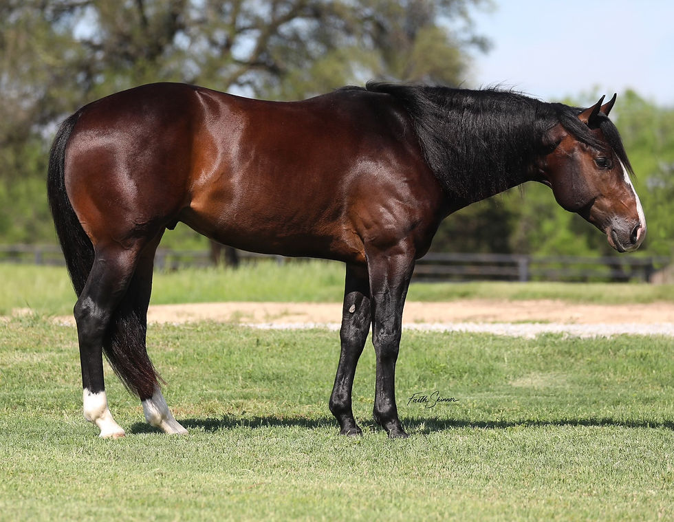 CURRENT STALLIONS | T4 Quarter Horses
