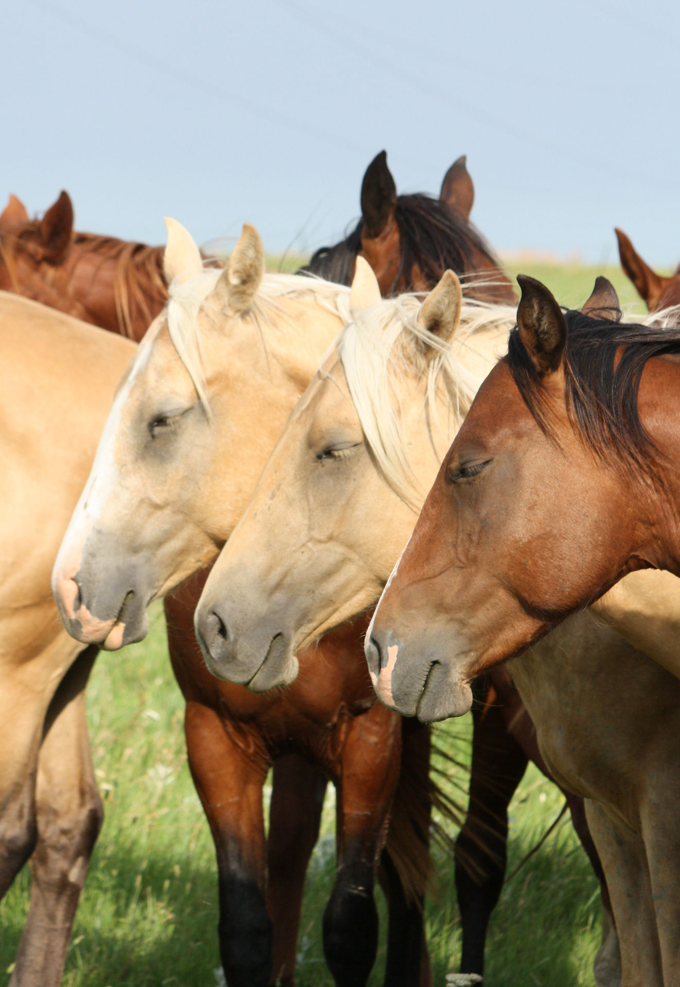 PERFORMERS | T4 Quarter Horses