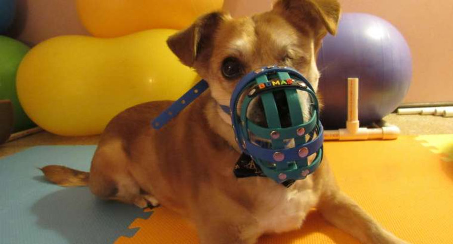 Six steps to muzzle training