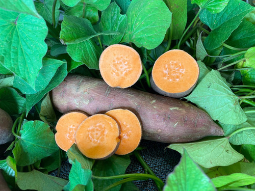 10 Radiance Sweet Potato Slips | Alberta Sweet Potato