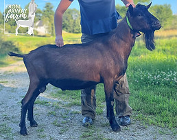 2024 Kidding Schedule | Clover Ridge Farm