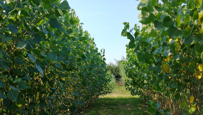 Tree Nursery | Arbor Farm Cornwall - England | Arboricultural Consultancy