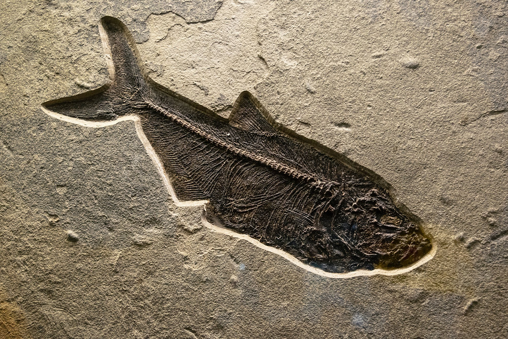 Ancient DNA - a peek into the past