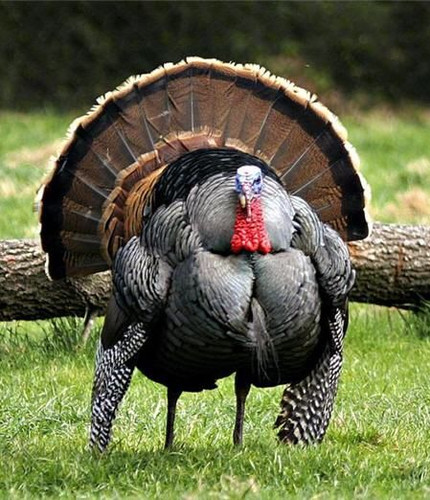 TURKEY | amazinglivestock's