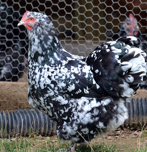 Appenzeller Chickens – Active, Hardy, and Beautiful Birds