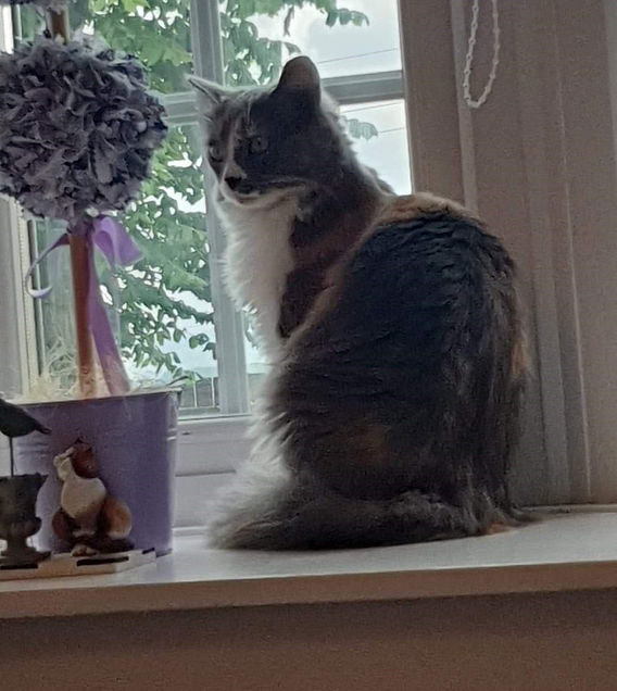 healthy cat roof of mouth