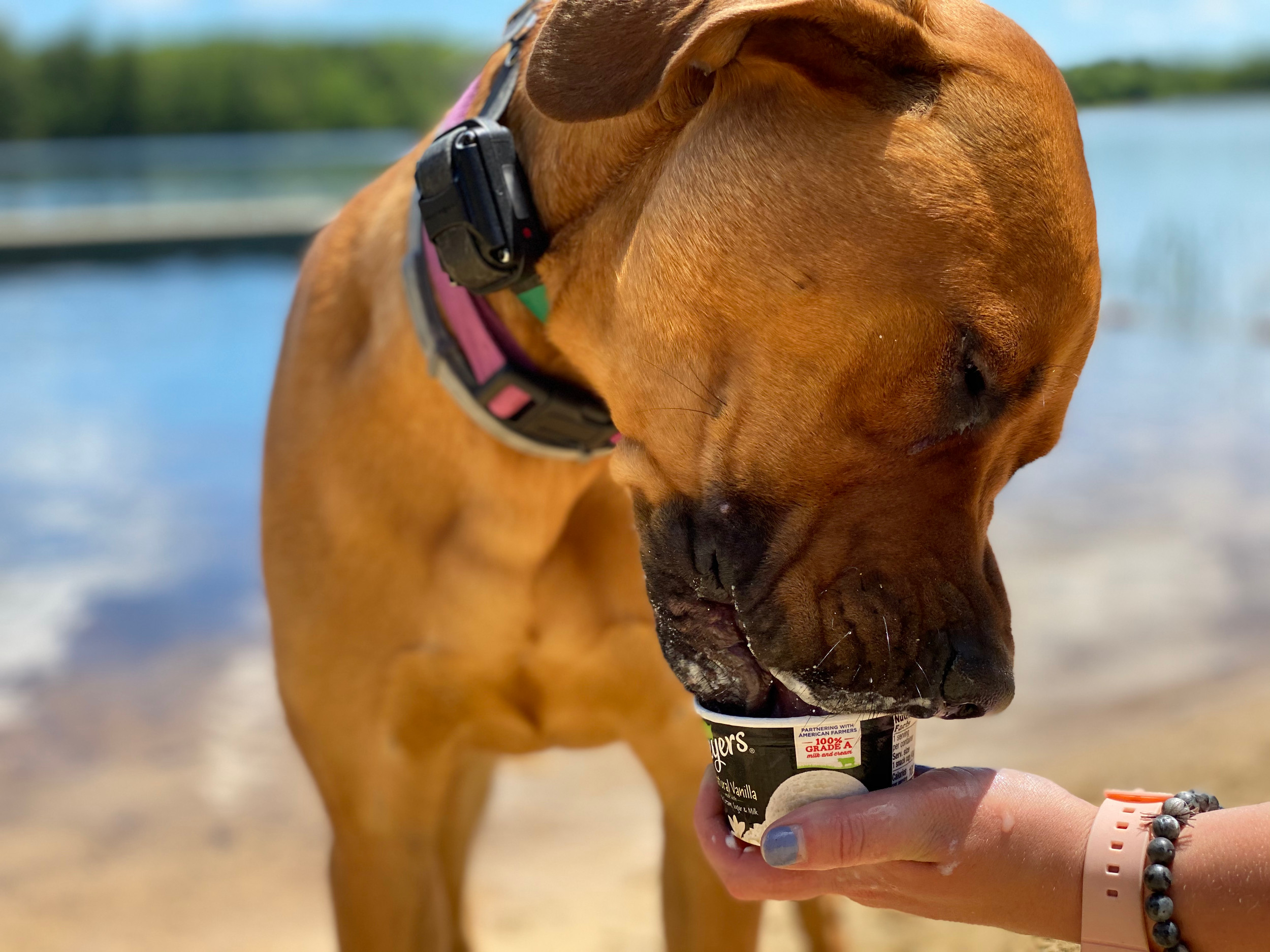 New England DTC | Dog Training