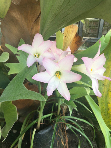 Cooperanthus hortensis | Himalayan Gardens