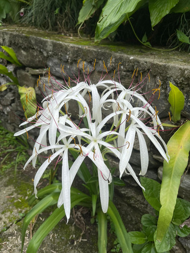 Crinum amoenum | Himalayan Gardens