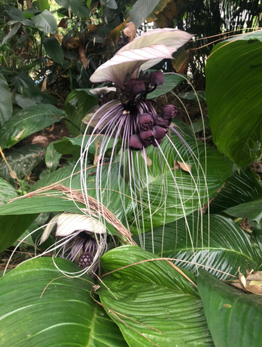 Tacca integrifolia | Himalayan Gardens