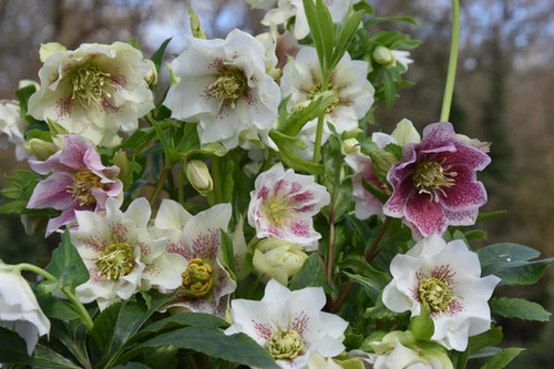 Helleborus orientalis double flowers mixed hybrid. | Himalayan Gardens