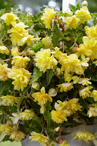 Begonia Pendula yellow x3 | Himalayan Gardens