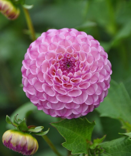 Dahlia Zippity Do Da | Himalayan Gardens