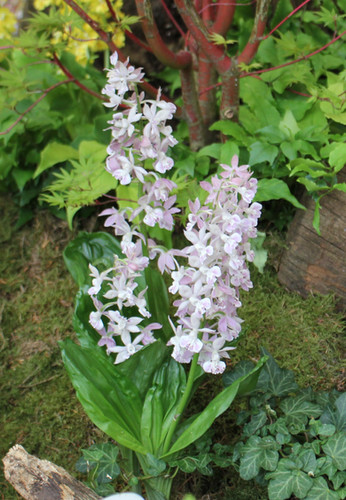 Calanthe aristulifera | Himalayan Gardens