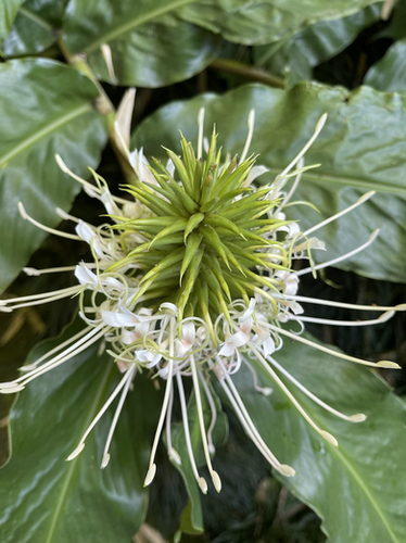Hedychium thyrsiforme | Himalayan Gardens