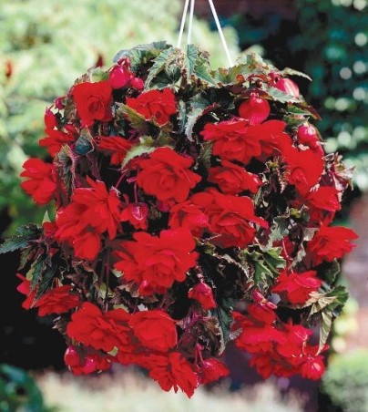 Begonia Pendula red x3 | Himalayan Gardens