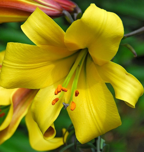 lilium Golden Splendor | Himalayan Gardens