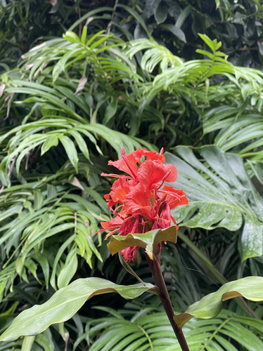 Hedychium greenii | Himalayan Gardens