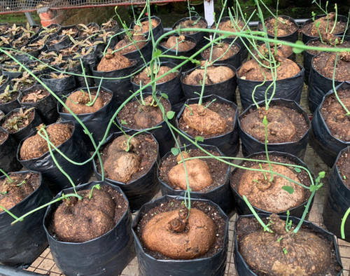 Stephania rotundifolia | Himalayan Gardens