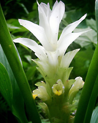 Curcuma White Wonder | Himalayan Gardens