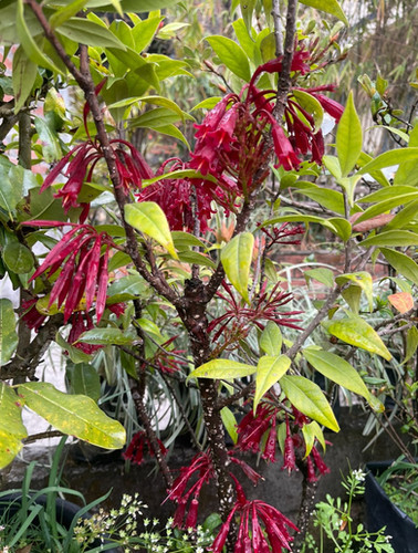 Agapetes serpens | Himalayan Gardens