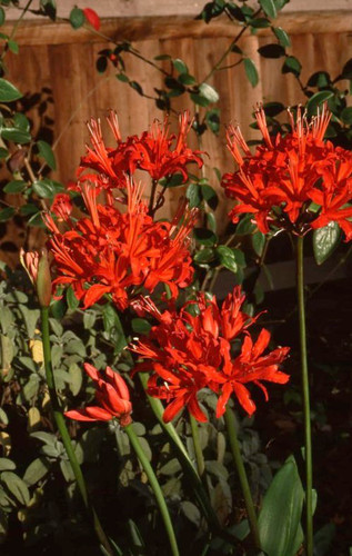 Nerine Red Pimpernel | Himalayan Gardens