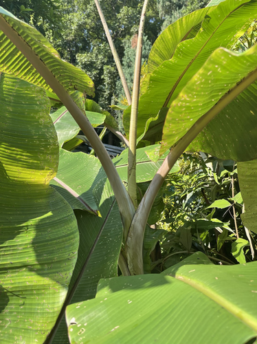 Musa Chini Champa | Himalayan Gardens