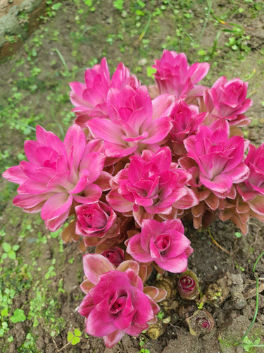 Curcuma Bicolour Wonder | Himalayan Gardens