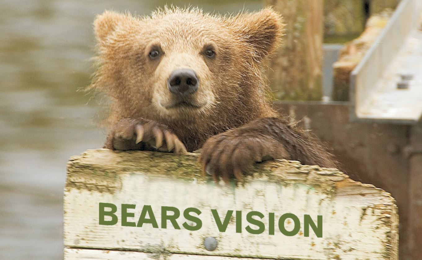 Wissen für Führung I BEARS VISION