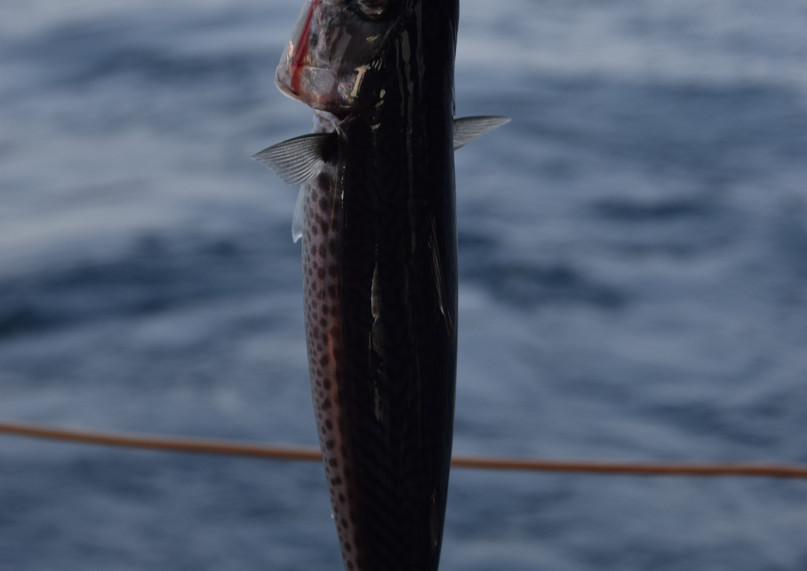 Galerie | haro-sailing