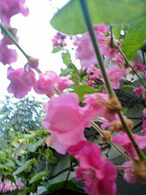 Esencias Florales | Flor del Alma