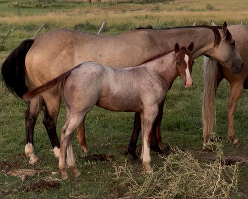 Dukes Cashn Chex X Baby Got Jacked | Mooreranches 2