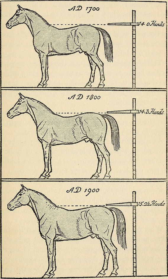 What Were Roman Horses Breeds