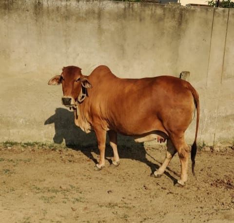 Saahiwal Gaumata At Shuddham