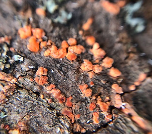 Nectria Canker/Verticillium Wilt-Maple | Beaver Creek Tree