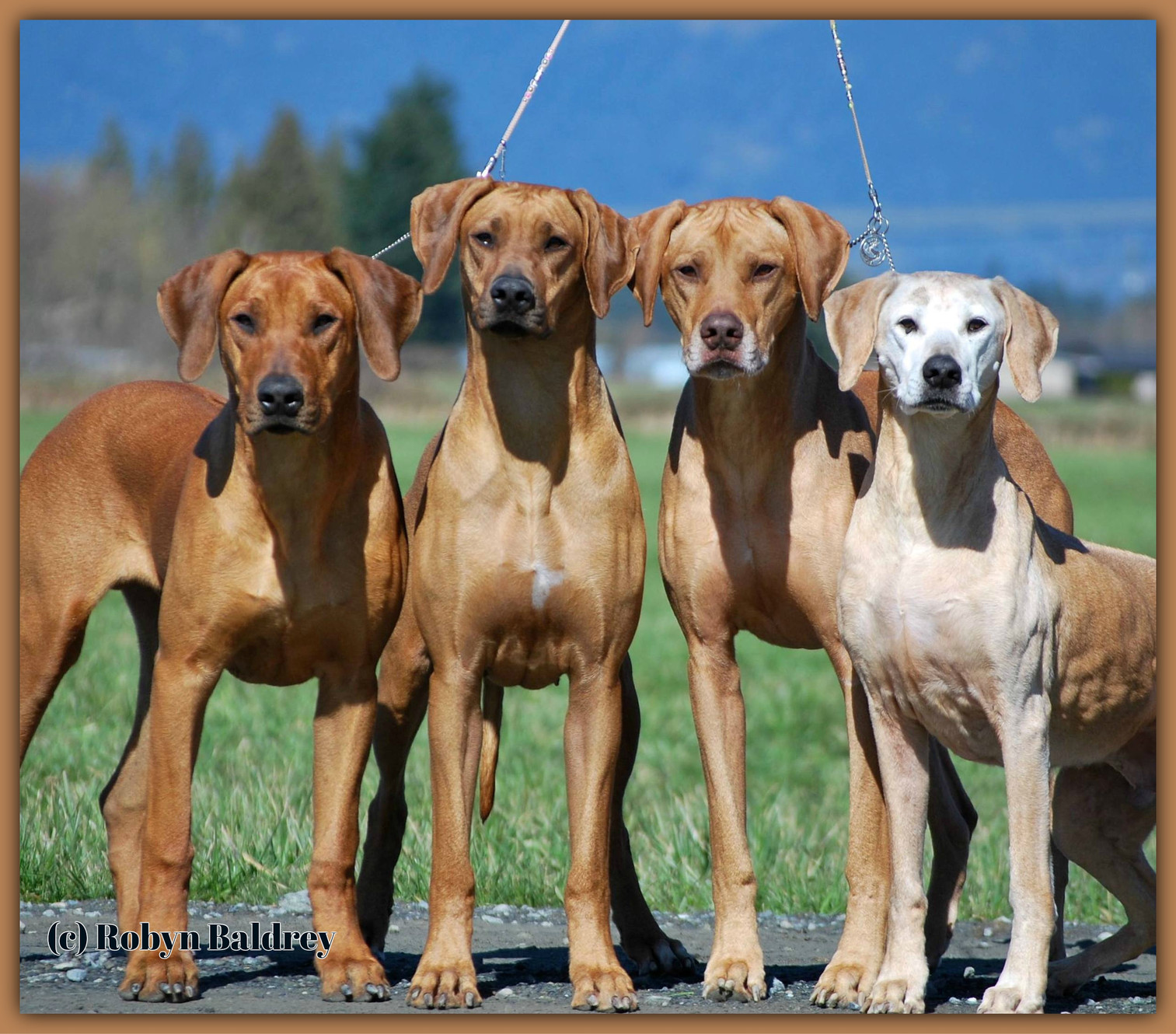 Our Dogs | ofcourseridgebacks