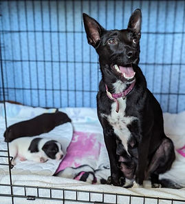 Rescue a Dog | Freedom Bridge Animal Rescue | Wilmington