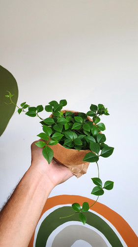 Cissus | Plante Uma