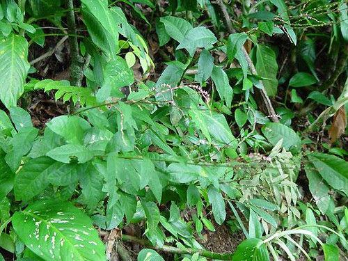 Guinea Hen Weed & Root | Natural Miracles