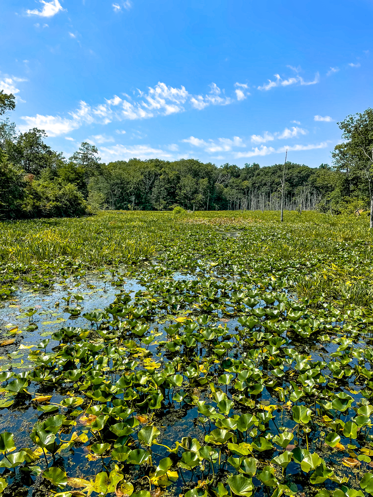 Ultimate Virginia Summer Adventure Bucket List - Kris Maria Wanders ...